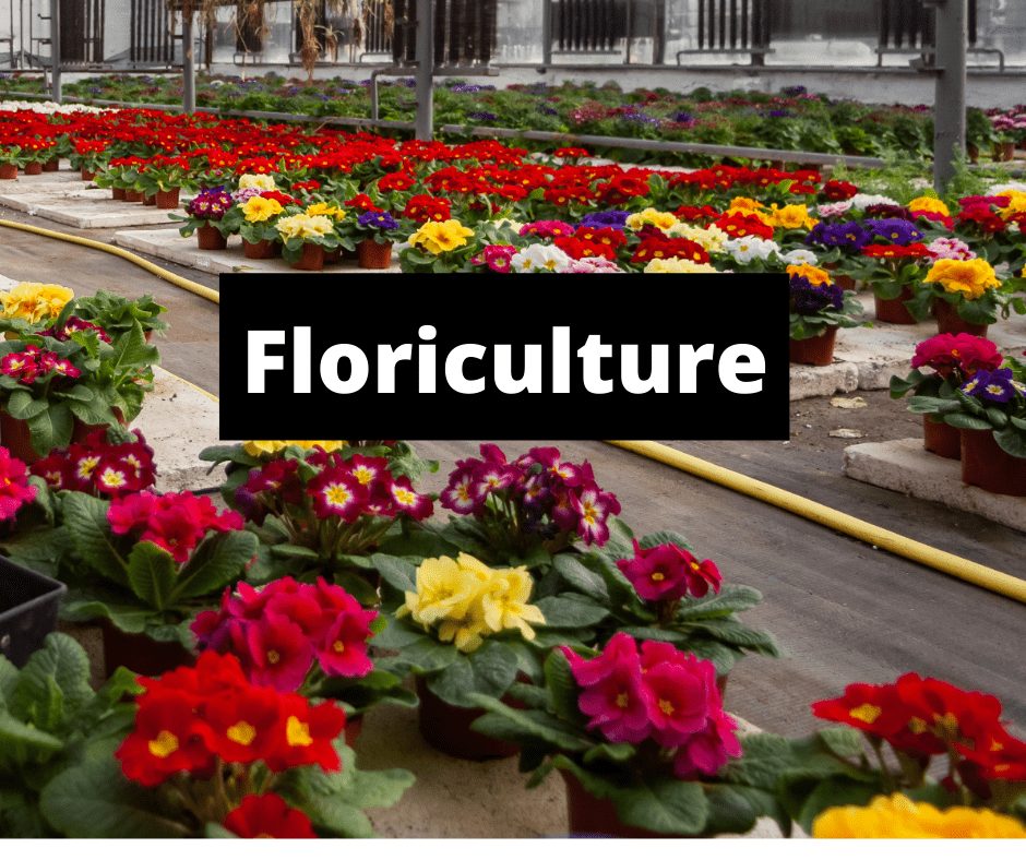 Floriculture, Purpose, What to grow and how to? - Agro Pro