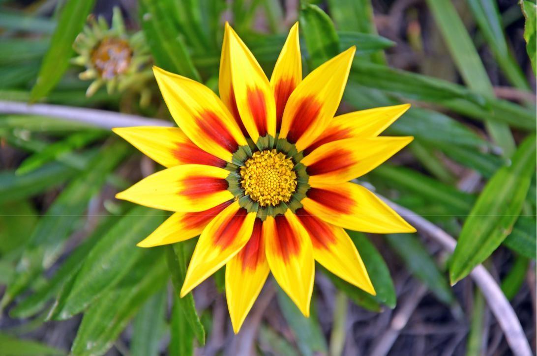 Floral Culture Facts - How to Plant Flowers From Seed - Agro Pro