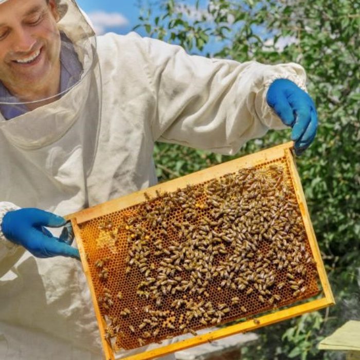 Beekeeping For Dummies - A Beginner's Guide to Beekeeping - Agro Pro