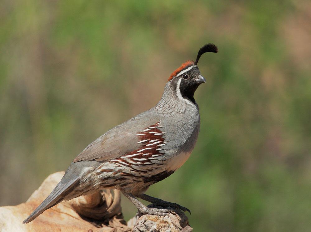 Identifying the Hints For Group of Quail - Agro Pro